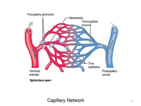 Ppt Microcirculation Powerpoint Presentation Free Download Id 1949372
