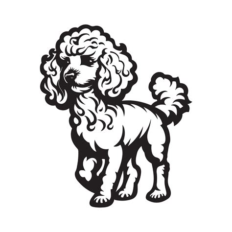Black And White Poodle Drawing Isolated On White Background 46856505