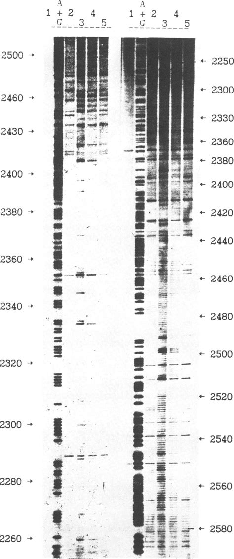 A Part Of The Plasmid Puc 9 Sequence The Data Are Taken From Lane 3 On