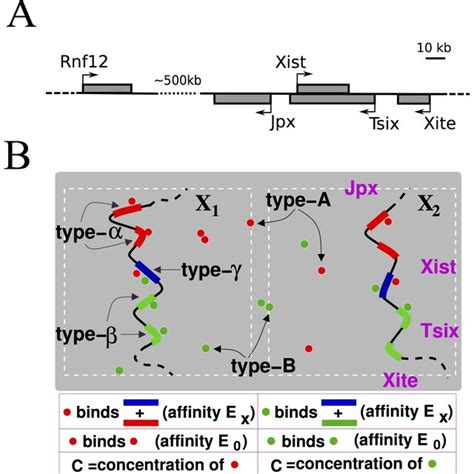 Xist Tsix And Xite Genes Of The Mouse X Inactivation Center Xist Download Scientific Diagram