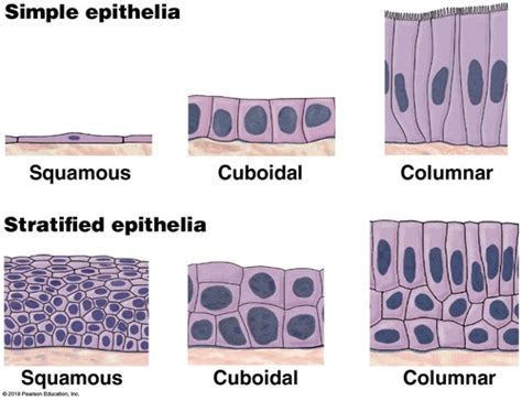 Cells Epithelium Flashcards Quizlet