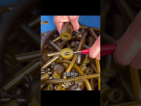 물 위에 떠있는 황소다시마가 바다의 보물인 이유