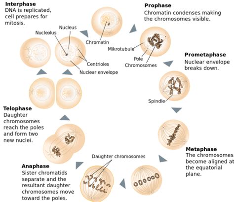 What Is The Difference Between Interphase Chromatin And Mitotic