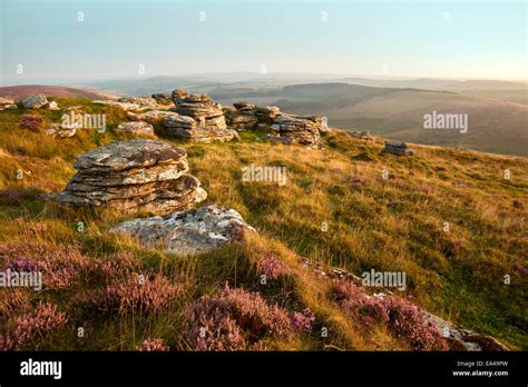 Pink Autumn Heather At Sunset Birch Tor Dartmoor National Park Devon Uk