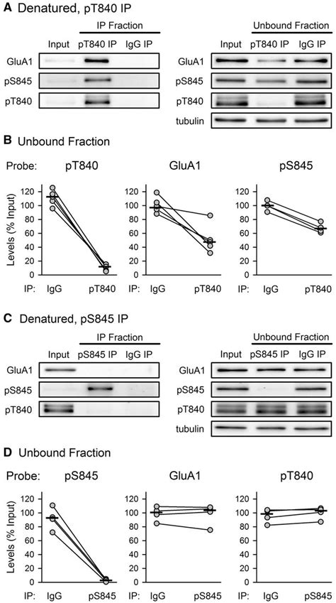 Basal Levels Of Ampa Receptor Glua1 Subunit Phosphorylation At Threonine 840 And Serine 845 In