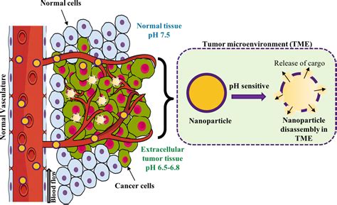 Tumor Microenvironment Responsive Nanoparticles For Cancer Theragnostic
