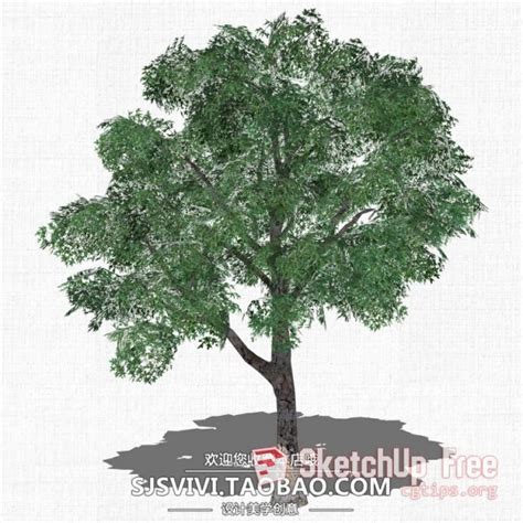 636 Tree Sketchup Model Free Download