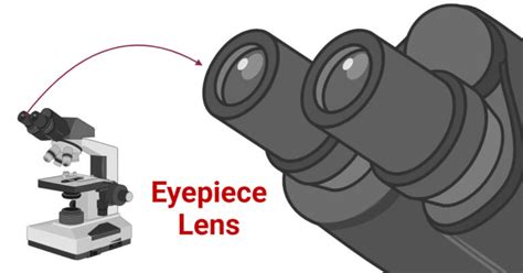 Eyepiece Lens Definition Parts Functions Care