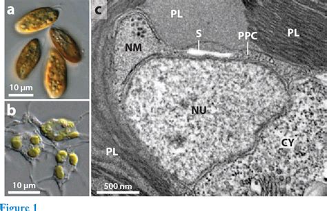 Figure 1 From Nucleomorph Genomes Semantic Scholar