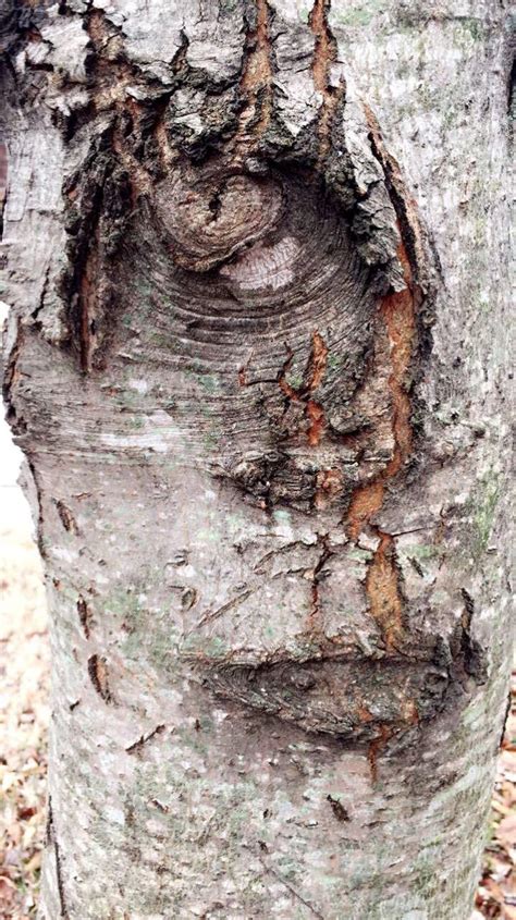 This Tree In My Front Yard R Pareidolia