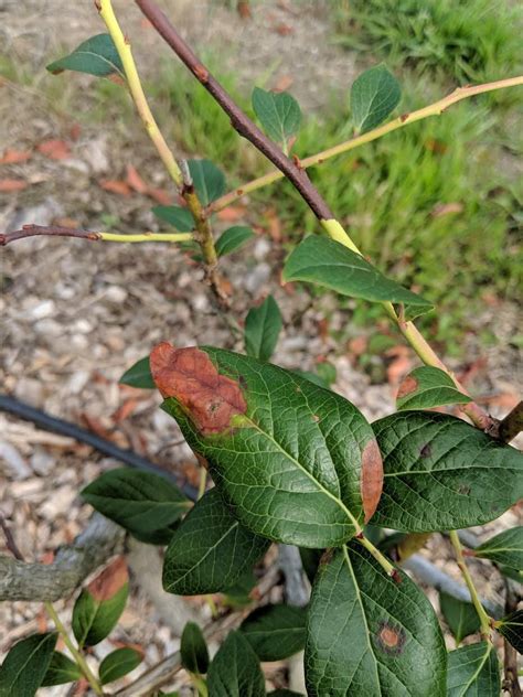 Blueberry Bush Has Red Spots On Leaves At Isaac Perdriau Blog