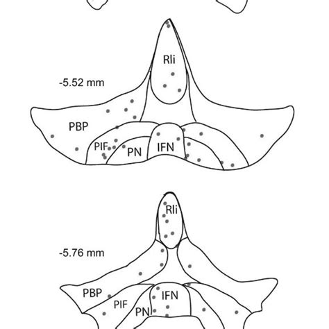 Distribution Of Vglut2 Positive Neurons In The Vta A Blue Dots