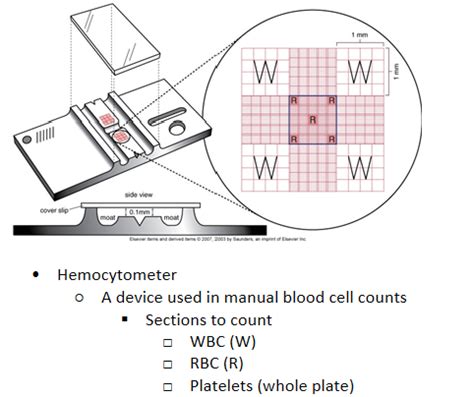 Hematology Exam 2 Mls 3313 Flashcards Quizlet