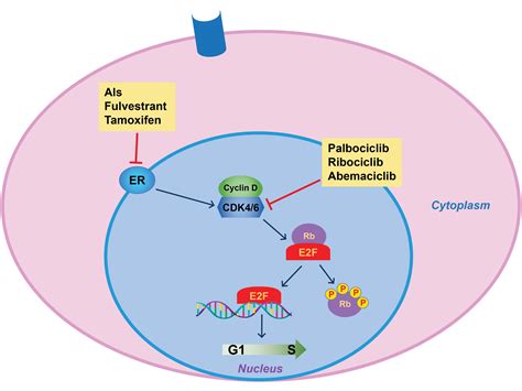 Ribociclib Improves Survival In Advanced Breast Cancer Nci