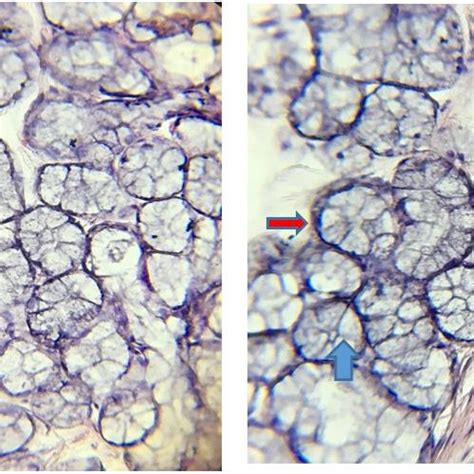 A Section Through The Buccal Glands Showing The Glands G And The