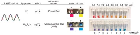 Figure 5 Colorimetric Detection Of Lamp Products Via Phenol Red And Hydroxynaphthol Blue
