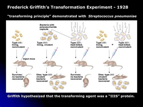 Fred Griffith Dna The Transformation Experiment Of Frederick Griffith
