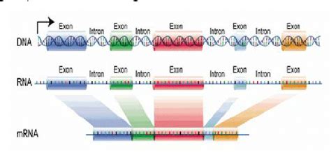 figure 1 from the role of three base periodicity in enhancing exon