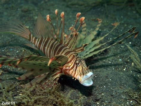 Scorpion Fish Vs Lion Fish