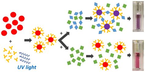 Colorimetric Immunosensor By Aggregation Of Photochemically Functionalized Gold Nanoparticles