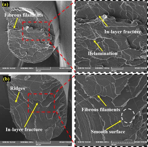 Microstructure Of The Tensile Specimens A B Fracture Surface Under Download Scientific