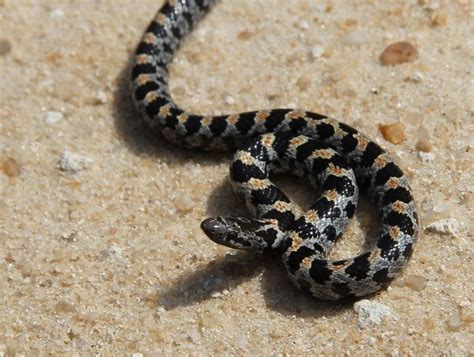 Short Tailed Snake Alchetron The Free Social Encyclopedia