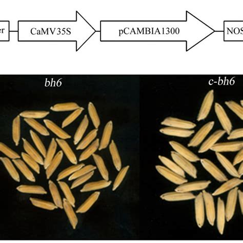 Functional Complementation Of The Mutation A Complementation Download Scientific Diagram