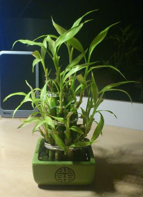 Dracena Sandera