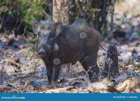 Wild Boar In Forest Floor Stock Image Image Of Scorfa 46335251