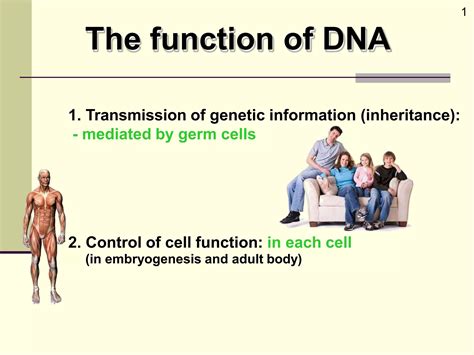Dna Replication Repair And Mutation Ppt