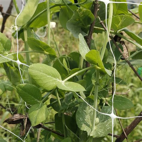 Cucumber Netting Climbing Plant Support Trellis Netting Flowers And