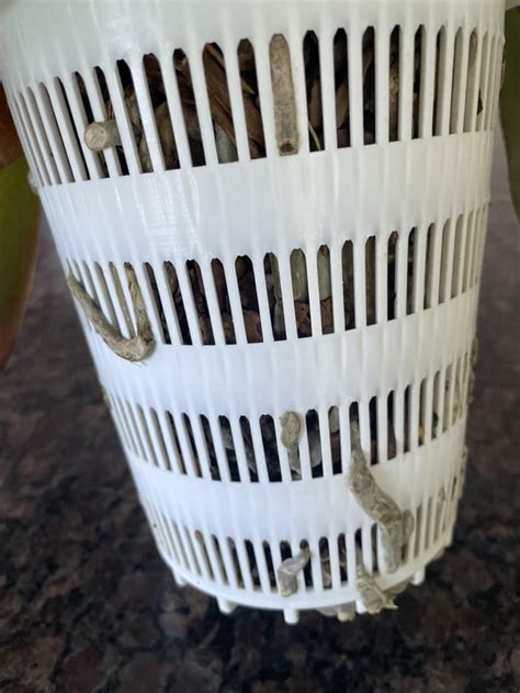 Failed Flower After Failed Flower Rorchids