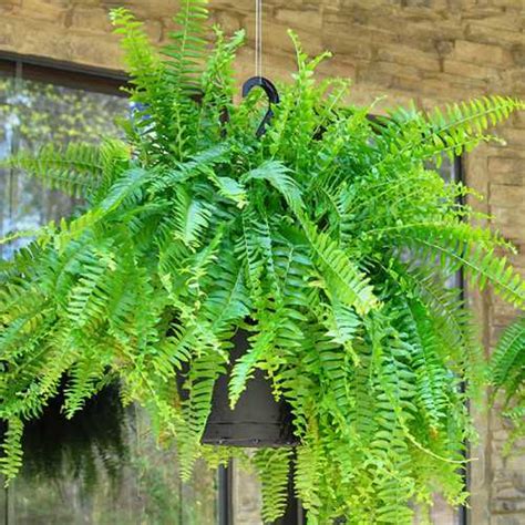 Top Houseplant Trends For The New Year Hicks Nurseries