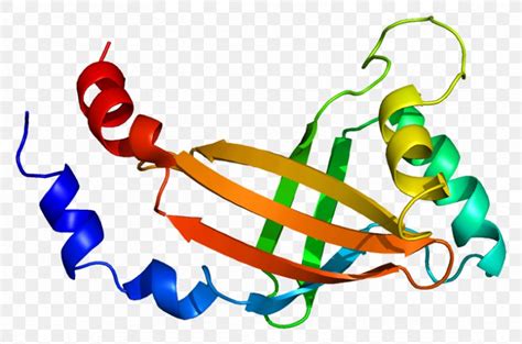 Runx1 Cbfb Runx2 Core Binding Factor Protein Png 834x553px