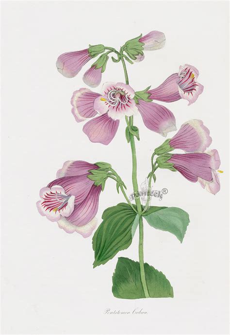 Joseph Paxton Antique Botanical Print 1834 Penstemon Cob Panteek