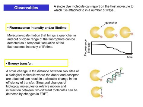 Ppt Single Molecule Fluorescence Powerpoint Presentation Free