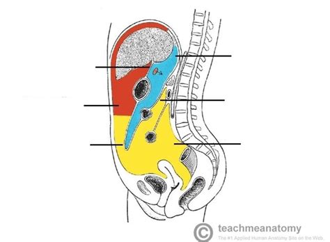 Exam 1 Diagram Quizlet