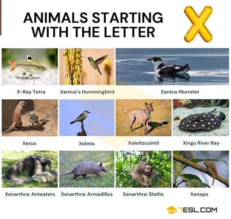 Cute Animals That Start With L Animals World