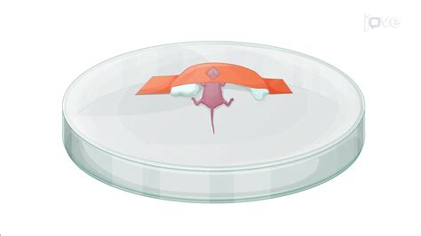 视频 将中间神经元前体细胞移植到小鼠幼崽的大脑中 概念