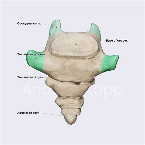 Coccygeal Vertebrae