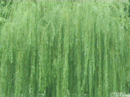 柳树（杨柳科柳属植物） 百度百科