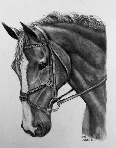 Realistic Horse Drawings