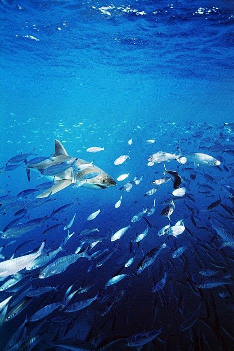 Great White Shark Hunting White Sharks Beautiful Landscapes Fine