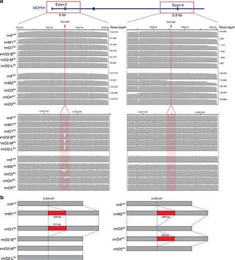 Long Read Sequencing Analysis Of The Sgrna Targeted Regions A The Two