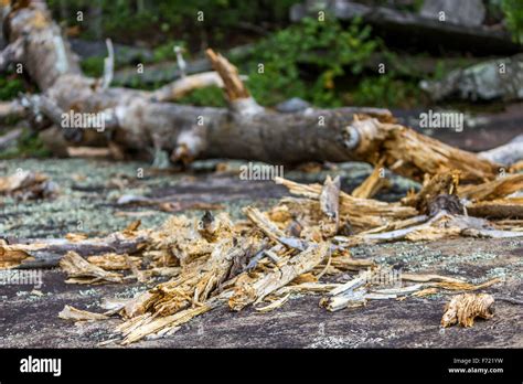 Broken Tree On The Ground Stock Photo Alamy