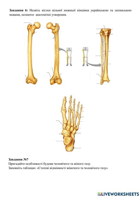 Скелет верхньої та нижньої кінцівок 1478758 Yuliia