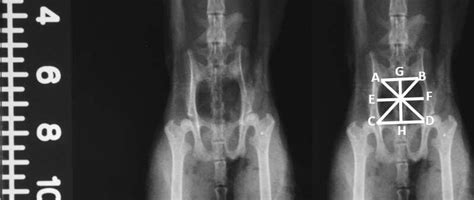 Scanned Radiograph Of Hybrid Marmoset Bony Pelvis Callithrix
