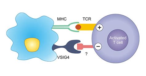 Vsig4 A Target For Complement System Or Tumor Drug Development Cusabio