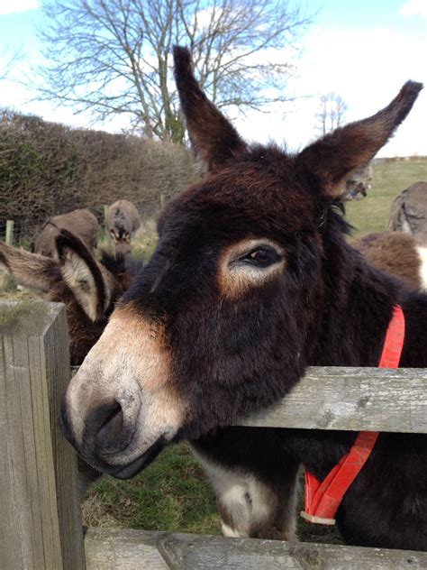 Animal Farm Near Me To Visit Pet Spare