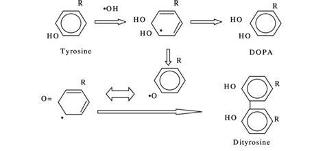 Oxidation Of Tyrosine Download Scientific Diagram